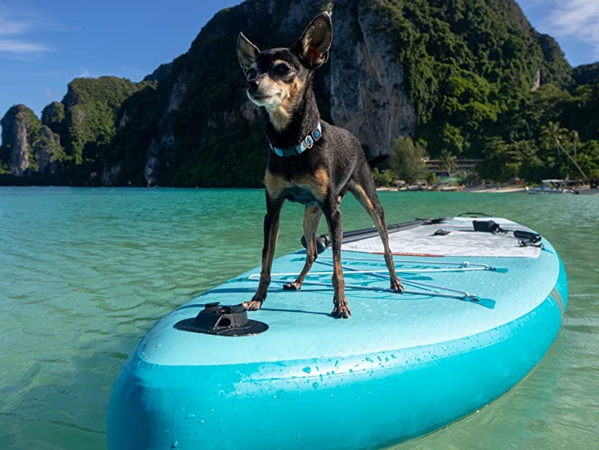7 Tips For Paddleboarding With Your Dog – Surfwaveboard